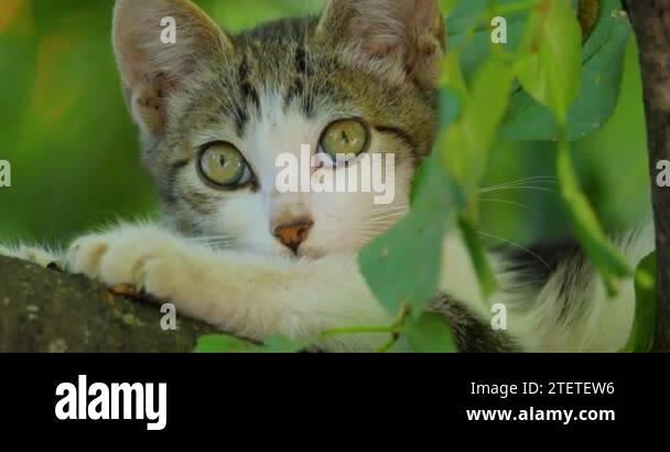 Stray kitten on a tree branch. Stray cat is an un-owned domestic cat ...