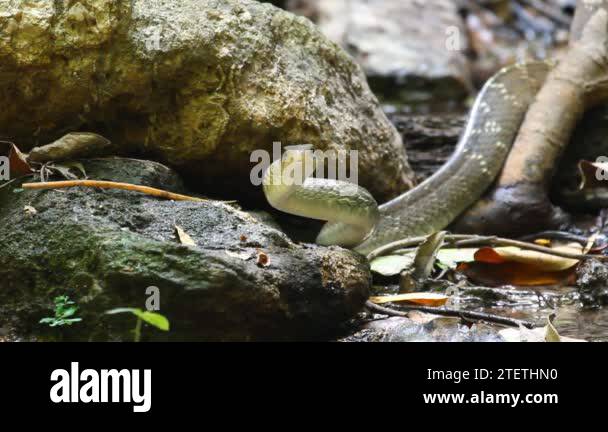 Dancing snake Stock Videos & Footage - HD and 4K Video Clips - Alamy