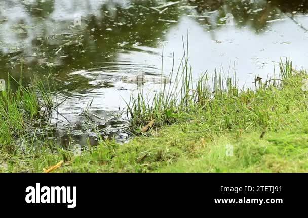 Wild caiman Stock Videos & Footage - HD and 4K Video Clips - Alamy