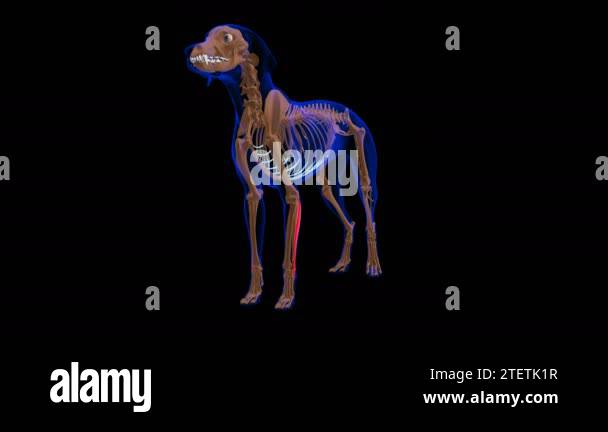 Extensor Carpi Ulnaris muscle Dog muscle Anatomy For Medical Concept ...