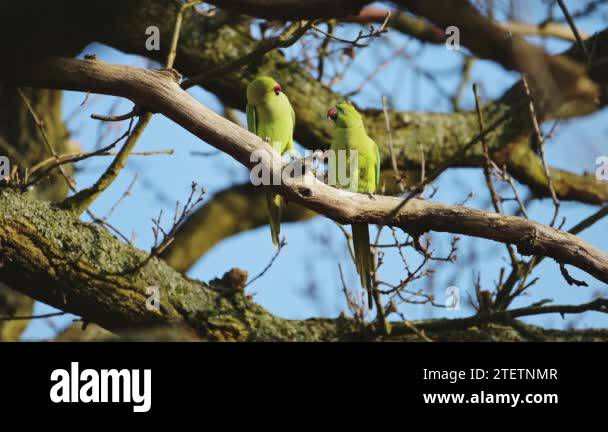 Ring Necked Parakeets Couple, a Pair of Two Exotic Tropical Birds ...