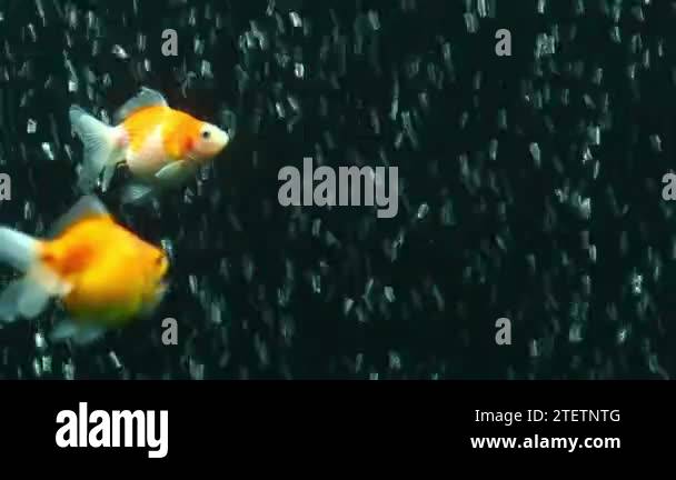 Chinese pair fish in Stock Videos & Footage - HD and 4K Video Clips - Alamy