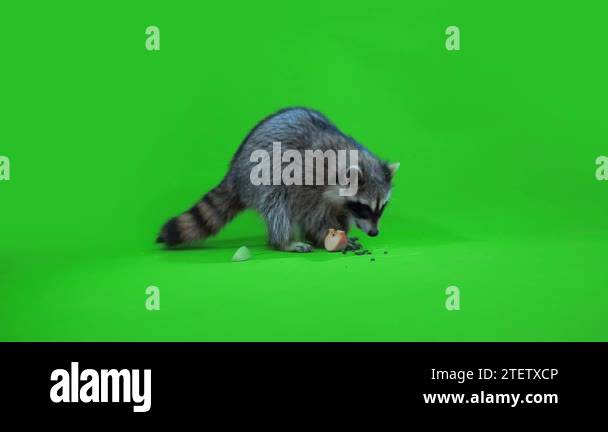 Funny raccoon Stock Videos & Footage - HD and 4K Video Clips - Alamy