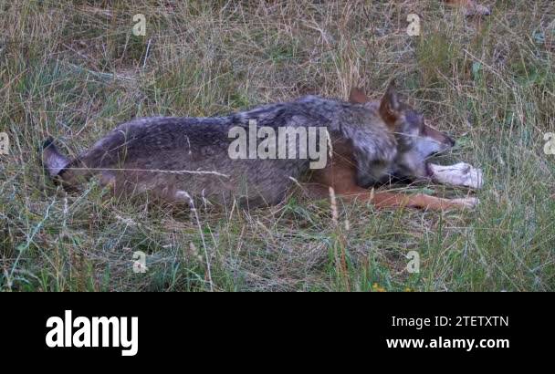 Italian wolf, Canis Lupus Italicus, unique subspecies of the indigenous ...