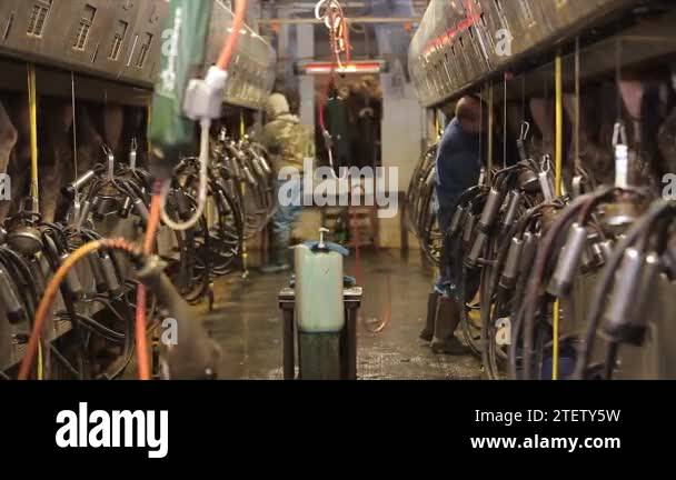 Automatic milking of cows. The process of milking cows on a dairy farm ...