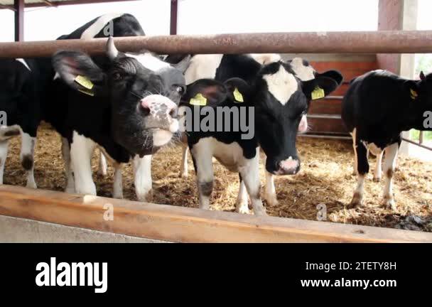Holstein friesian cattle dairy Stock Videos & Footage - HD and 4K Video Clips - Alamy