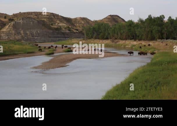 Little missouri river wildlife Stock Videos & Footage - HD and 4K Video ...