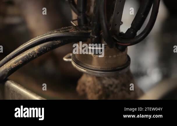 Automatic milking of cows. The process of milking cows on a dairy farm ...