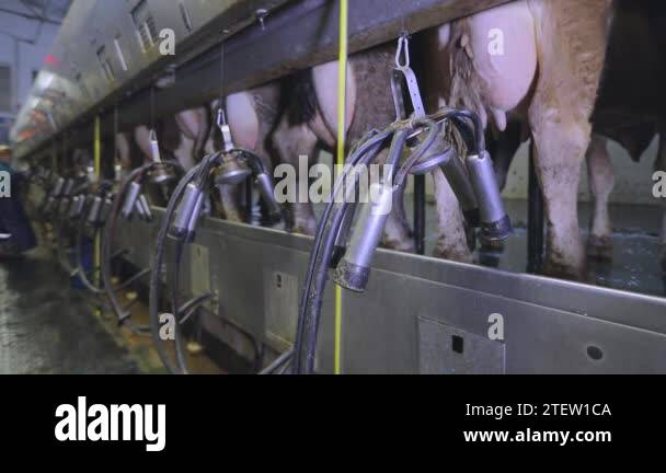 Automatic milking of cows. The process of milking cows on a dairy farm. Automated milking of ...