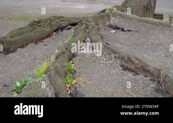 Tree root sidewalk crack Stock Videos & Footage - HD and 4K Video Clips ...