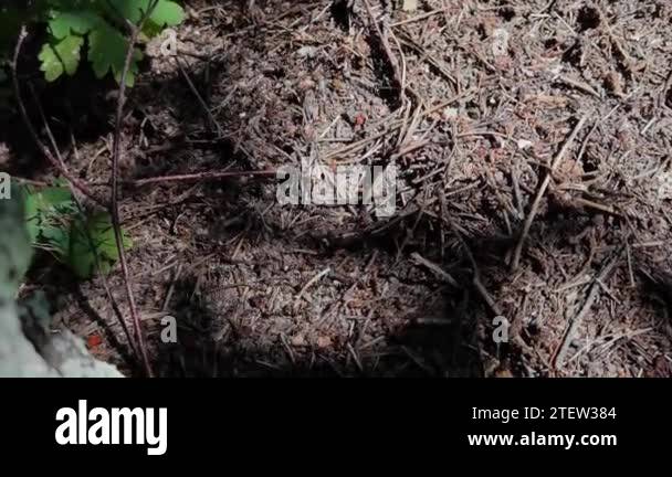 Slow moving insects Stock Videos & Footage - HD and 4K Video Clips - Alamy
