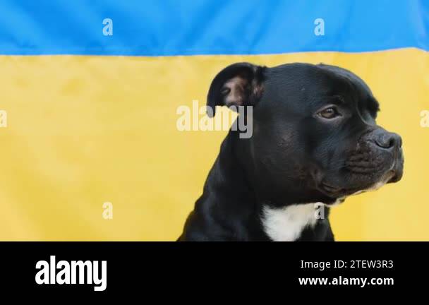 Ukraine animals dog Stock Videos & Footage - HD and 4K Video Clips - Alamy