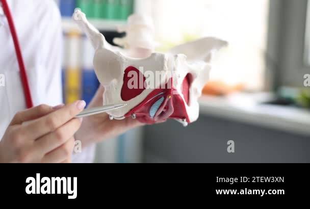 Doctor gynecologist showing layout of female pelvis with muscles ...