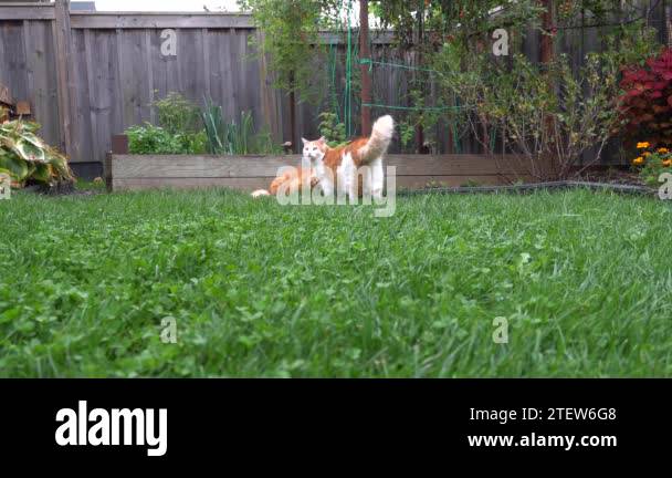 Domestic cat owner walks Stock Videos & Footage - HD and 4K Video Clips ...