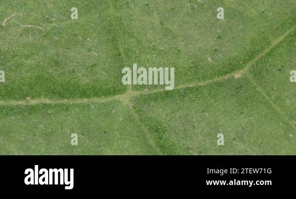 Leaf of a deciduous tree with leaf veins under a magnifying glass Stock ...
