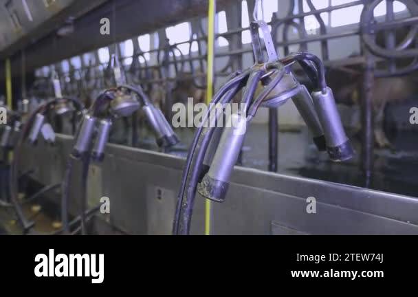 Automatic milking of cows. The process of milking cows on a dairy farm. Automated milking of ...