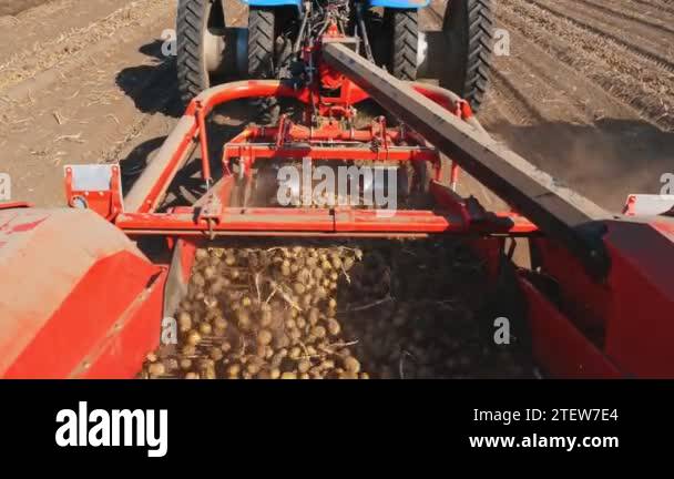 potato harvesting. potato harvester. mechanized process of harvesting ...