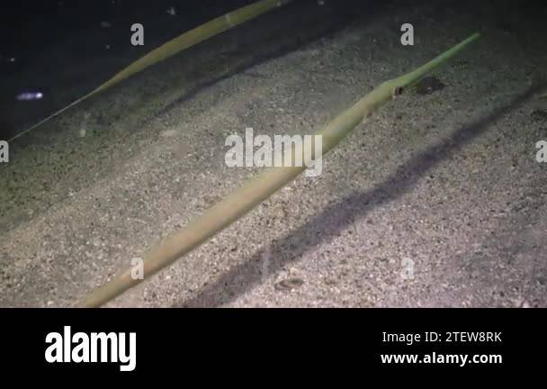 Cornetfish (Fistularia commersonii), fish swims at night above the ...