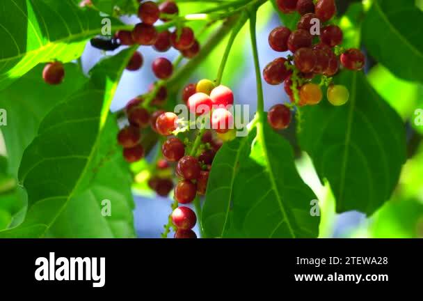 Antidema thwaitesianum (Also called Buah Buni) on the tree. Antidema ...