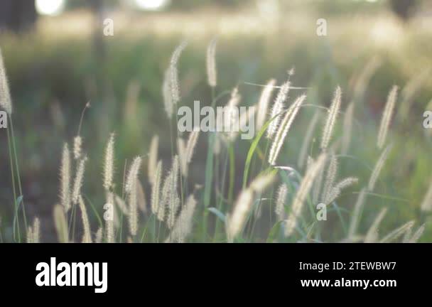 Mythical plant Stock Videos & Footage - HD and 4K Video Clips - Alamy