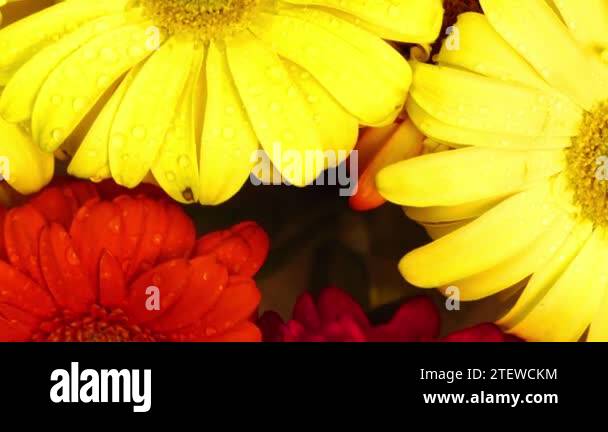 Beautiful bouquet of daisy flowers Stock Videos & Footage - HD and 4K ...