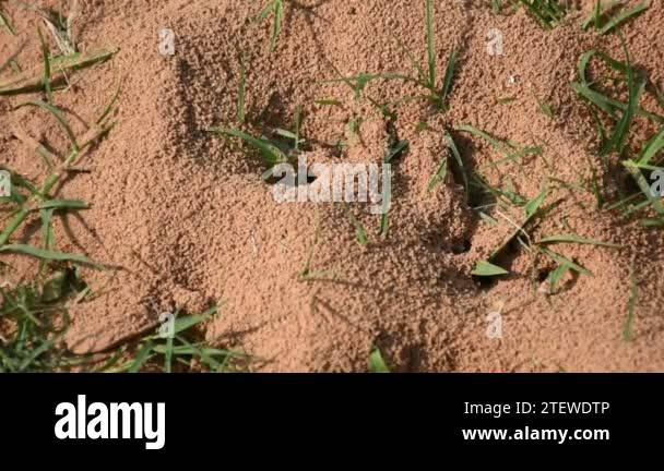 Ant ground nest Stock Videos & Footage - HD and 4K Video Clips - Alamy