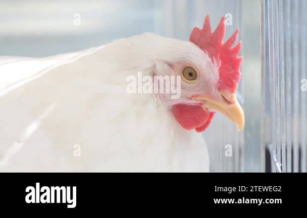 Hen head Stock Videos & Footage - HD and 4K Video Clips - Alamy