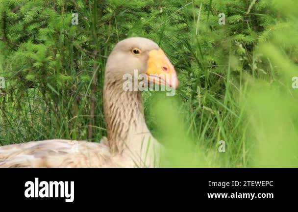 Fighting goose Stock Videos & Footage - HD and 4K Video Clips - Alamy