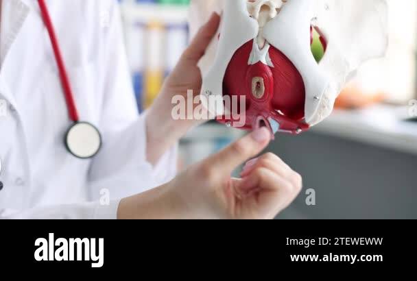 Obstetrician gynecologist showing how muscles of pelvic floor work on ...