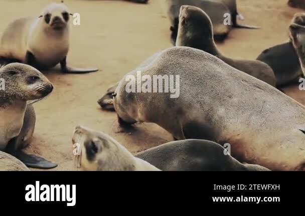 Colony of Seals in the Cape Cross Nature Reserve in Namibia Stock Video ...