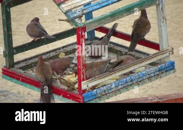 Egyptian pigeons on the territory of the hotel, tame birds, Egypt's ...