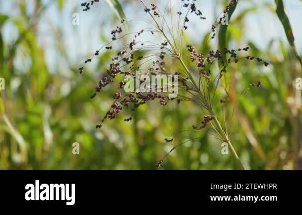 Proso millet Stock Videos & Footage - HD and 4K Video Clips - Alamy