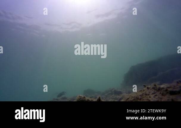 Few fish Stock Videos & Footage - HD and 4K Video Clips - Alamy