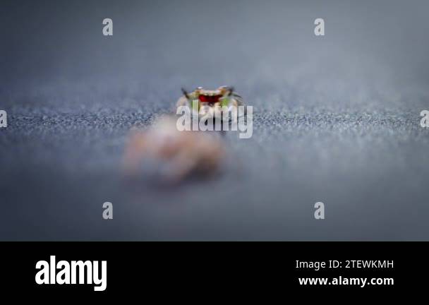 Spider courtship display of Habronattus spiders, jumping spiders. The ...