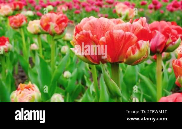 High resolution tulips Stock Videos & Footage - HD and 4K Video Clips ...