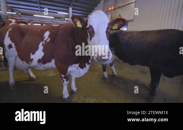 The cows are in the barn. Cute cows in the barn. Braunschwitz cows in a ...