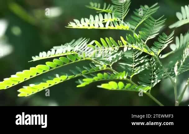 Leucaena leucocephala (jumbay, river tamarind, subabul, white popinac ...