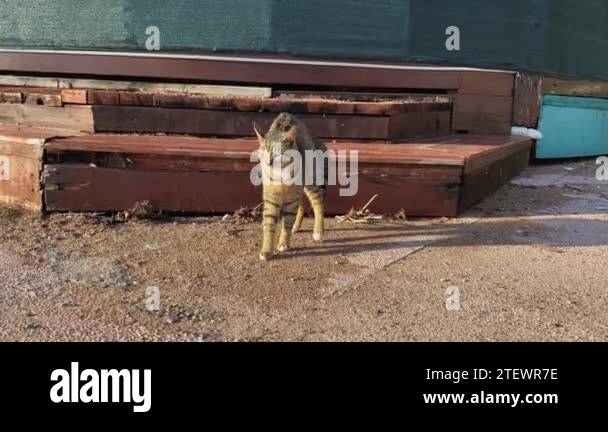 Cat hackles Stock Videos & Footage - HD and 4K Video Clips - Alamy