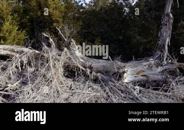 Abstract dry dead Thuja tree, indigenous in Morocco. Used for ...
