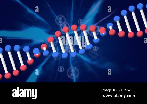 Animation of graphical dna helix rotating amidst profile icons moving over abstract background ...