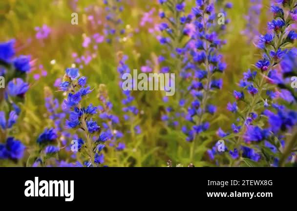 Blue flowers field close Stock Videos & Footage - HD and 4K Video Clips ...