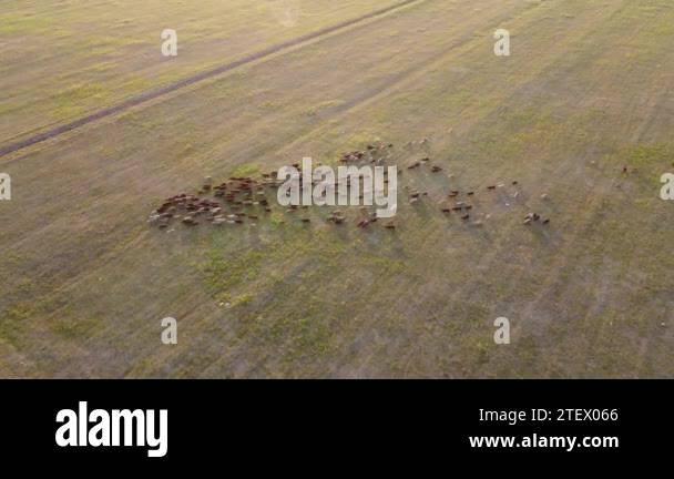 Sheep in a reed field Stock Videos & Footage - HD and 4K Video Clips ...