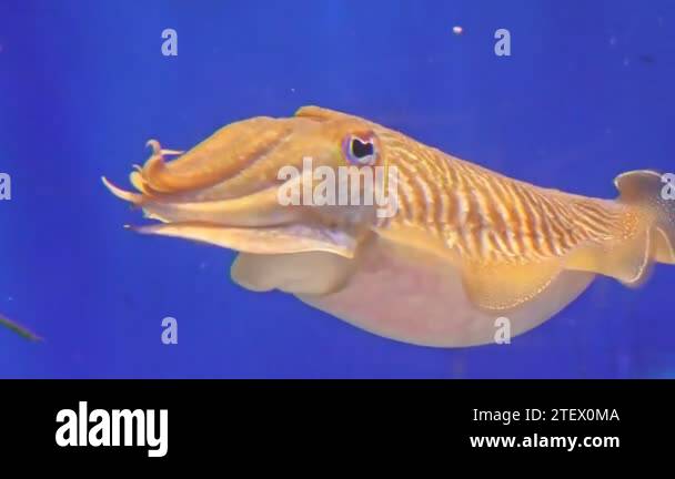 Sepia officinalis Stock Videos & Footage - HD and 4K Video Clips - Alamy