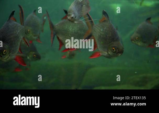 Underwater footage of jungle fish Stock Videos & Footage - HD and 4K ...