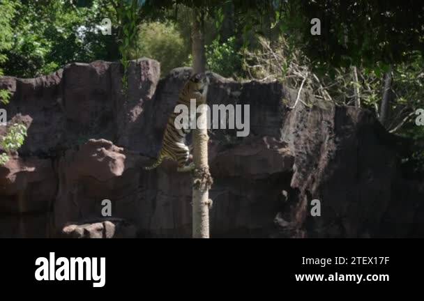 Tiger leap prey Stock Videos & Footage - HD and 4K Video Clips - Alamy
