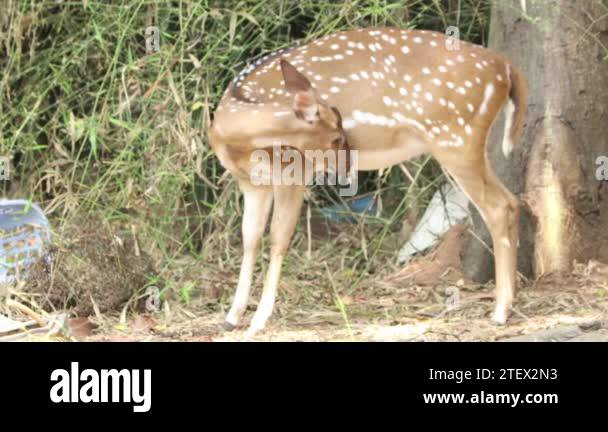 Fawn body Stock Videos & Footage - HD and 4K Video Clips - Alamy