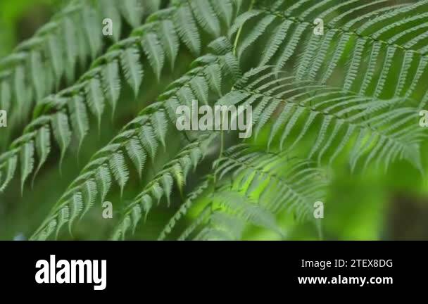 Leaves of exotic plant like fern. Video horizontal 4K. Tropical tree in ...
