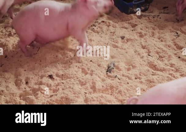 Piglets on a farm indoors. Breeding pigs for meat, pig breeding ...