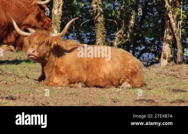 Highland cattle is typical symbol of Scottish Highlands. Highland Cow ...
