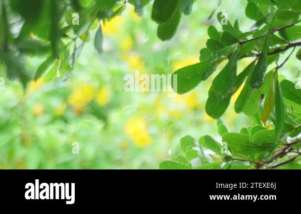 Fresh green leaves on tree sway in the wind. Elegant green background ...